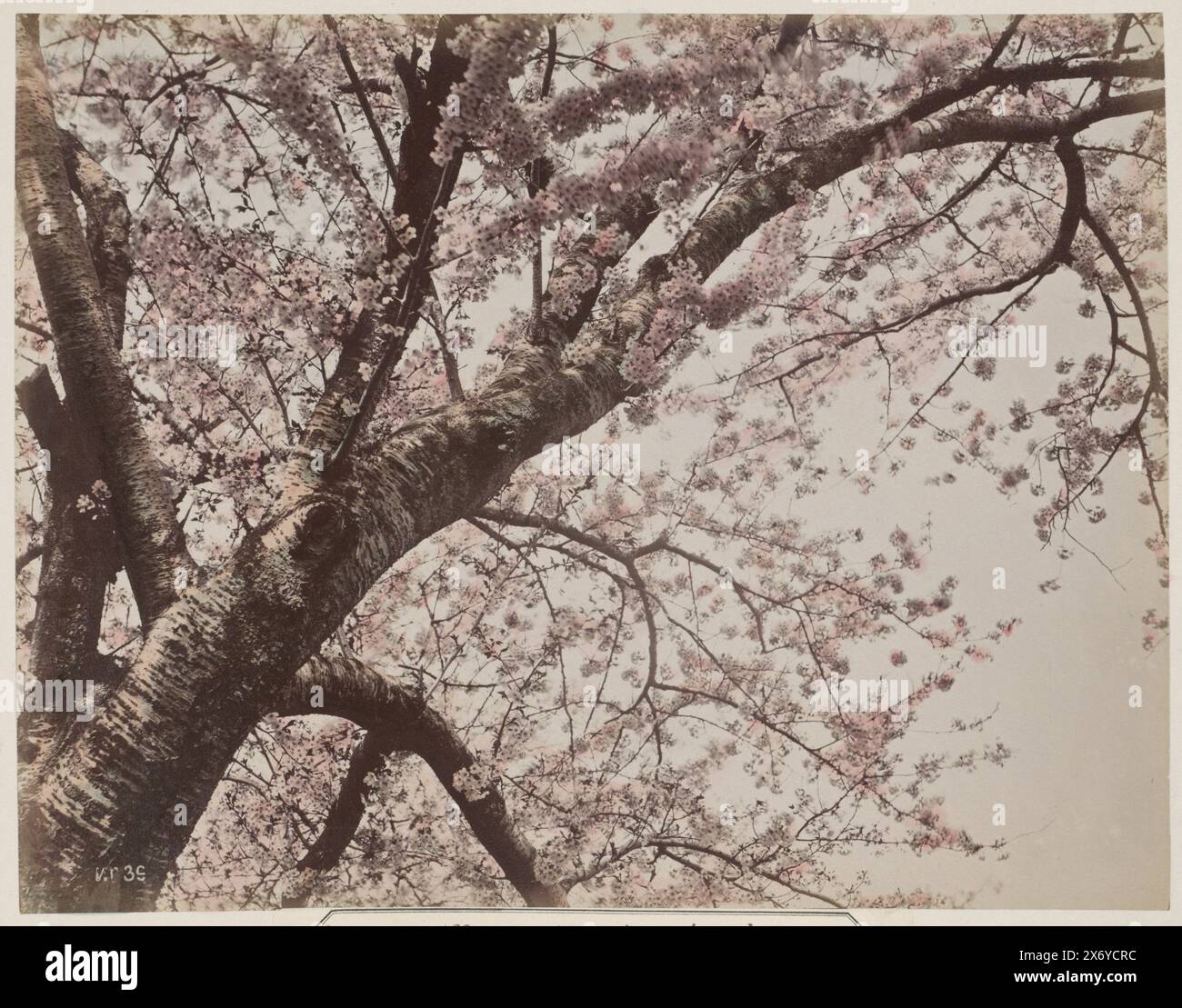 Large cherry blossom tree of Mukaijima in Kyoto, Mukaijima daishu no ...