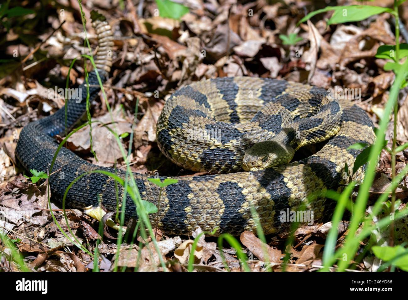 North eastern timber rattlesnake hi-res stock photography and images ...