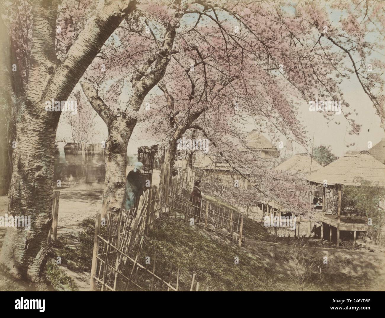 Mukojima cherry avenue hi-res stock photography and images - Alamy