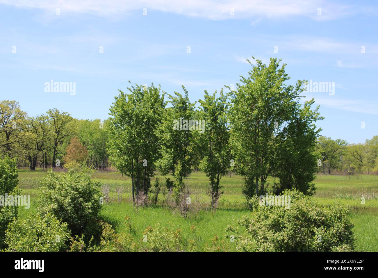 Five trees in a clearing at Middlefork Savanna in Lake Forest, Illinois ...