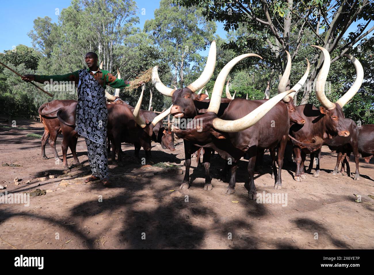 Nyanza, Rwanda. 6th Apr, 2024. A breeder sings songs for a Rwandan ...