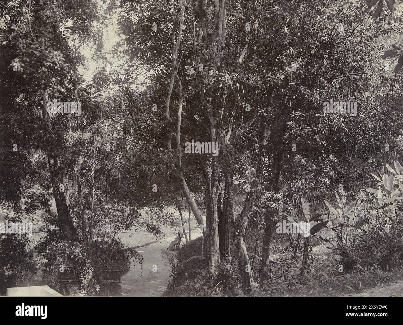 Woman with parasol in forest or park in the Dutch East Indies ...