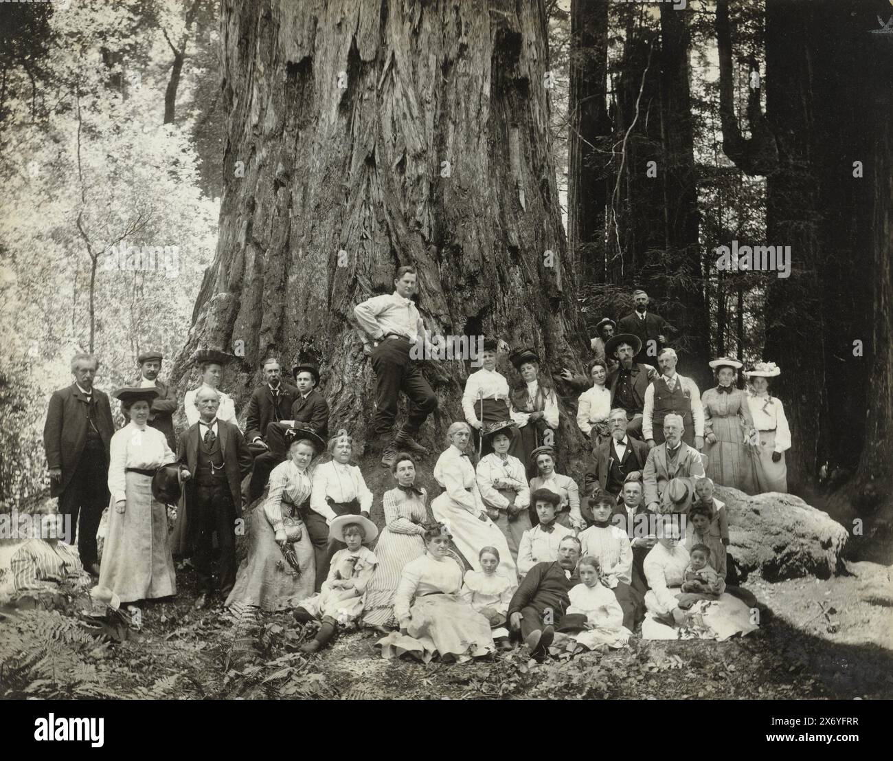 Members of the Sempervirens Club in front of a coastal redwood tree in ...