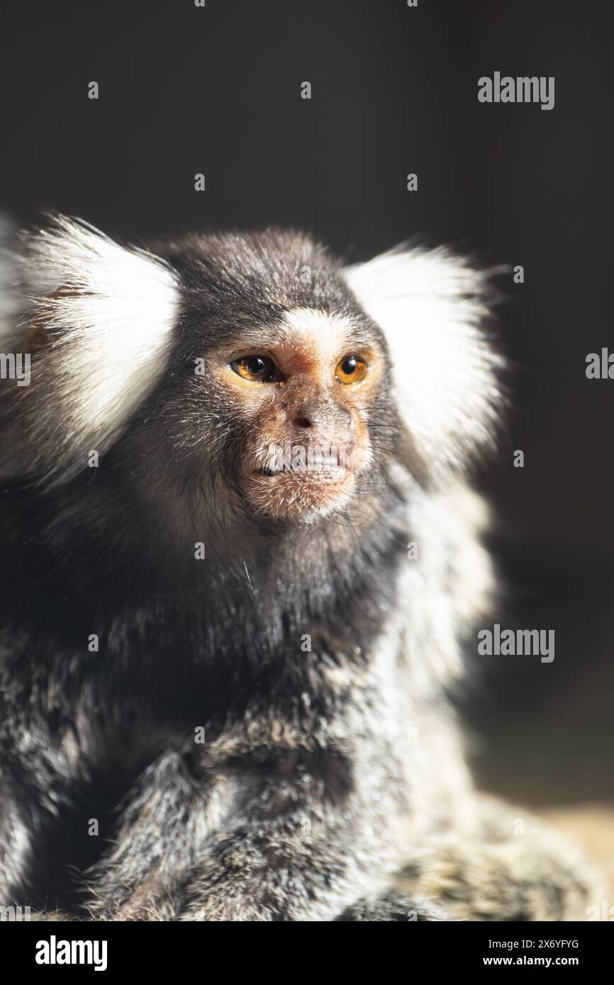 Small monkey hi-res stock photography and images - Alamy