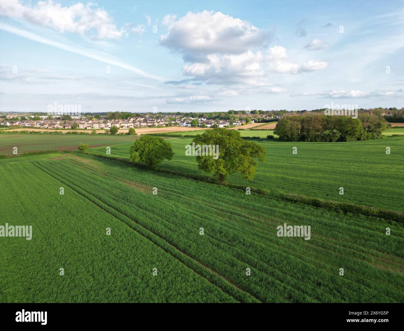 Oak trees in yorkshire hi-res stock photography and images - Alamy
