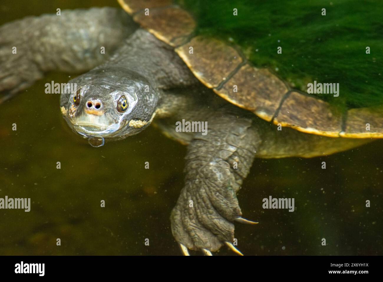 The Mary River turtle is an endangered species of short-necked turtle ...