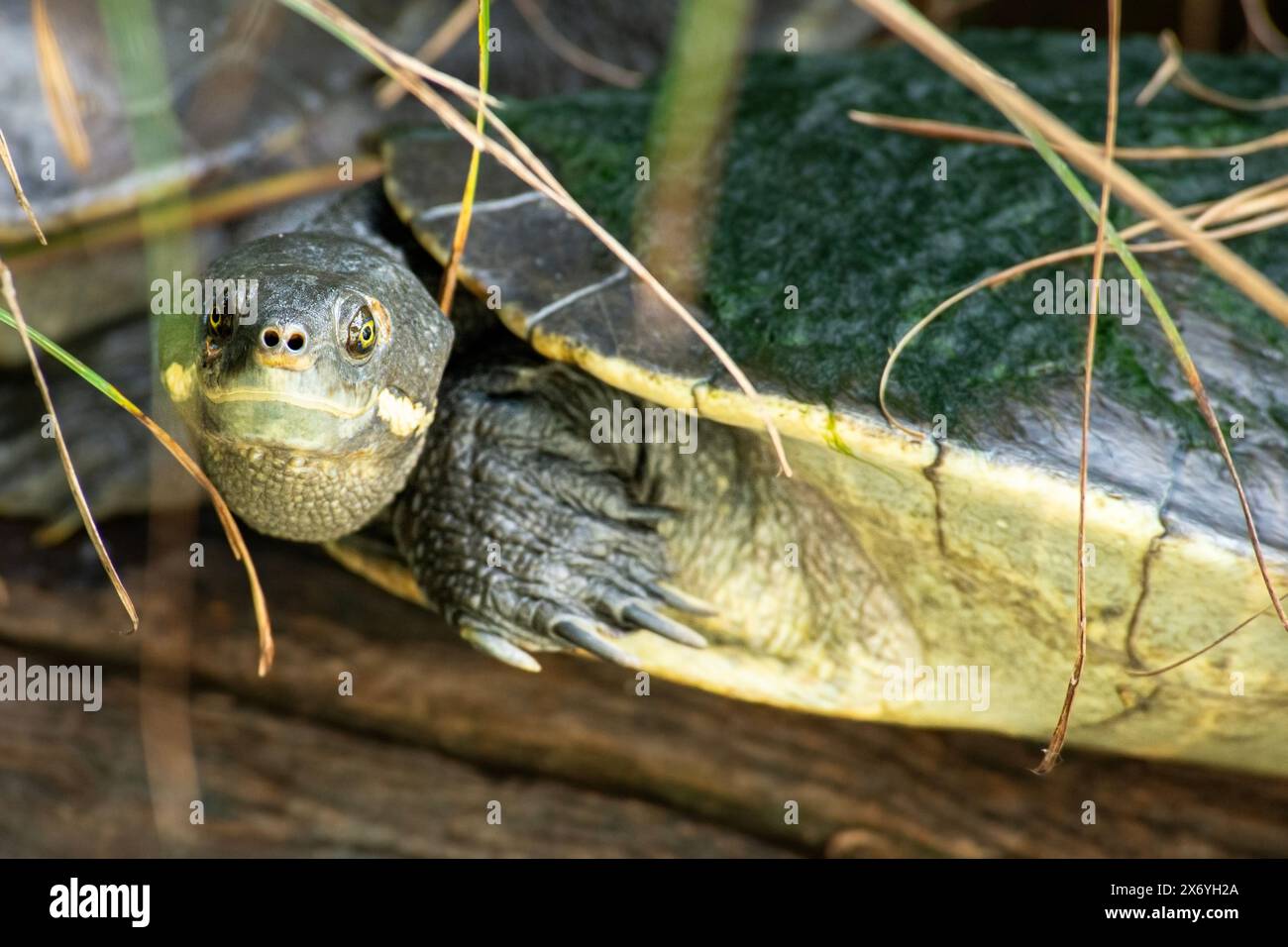 The Mary River turtle is an endangered species of short-necked turtle in the family Chelidae ...