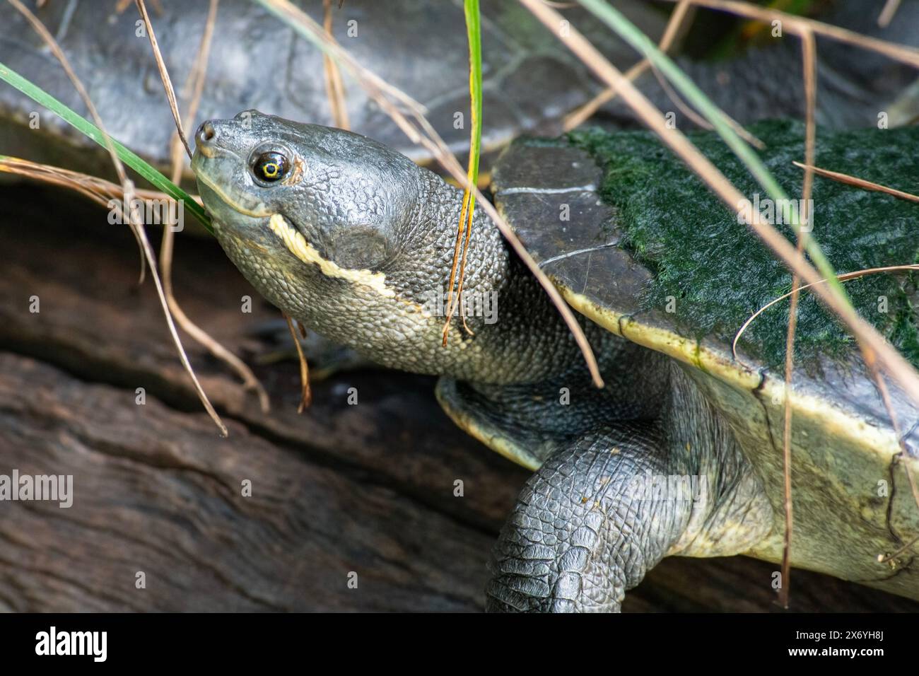 The Mary River turtle is an endangered species of short-necked turtle ...