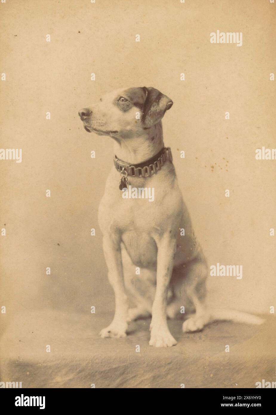 Portrait of a dog, cabinet photograph, E. Visser von Weeren, (mentioned ...