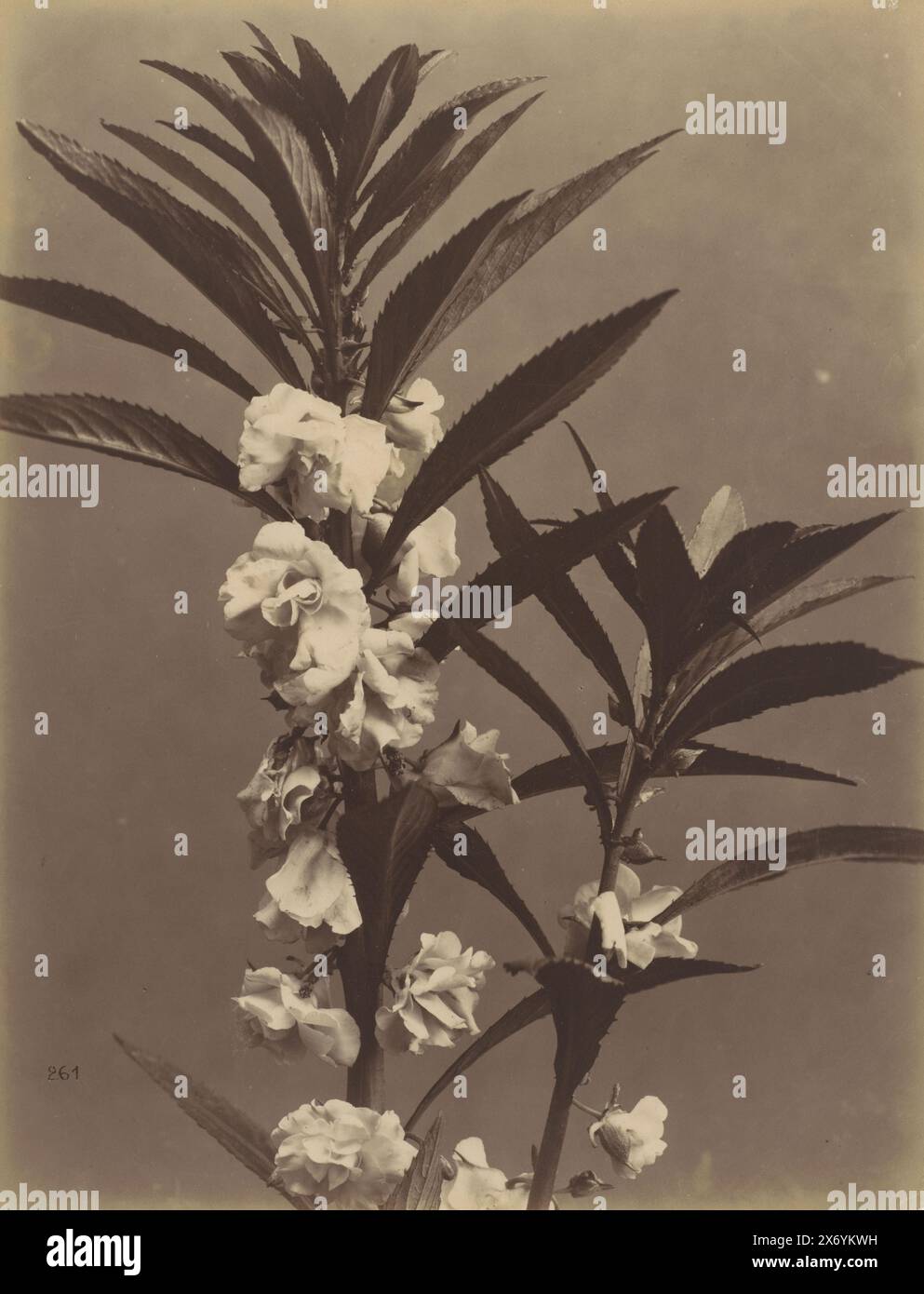Flower still life, photograph, Charles Aubry, (attributed to), 1864 ...