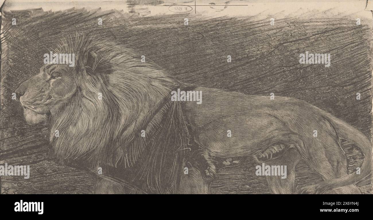 Walking lion, bottom part of print cut off Stock Photo - Alamy