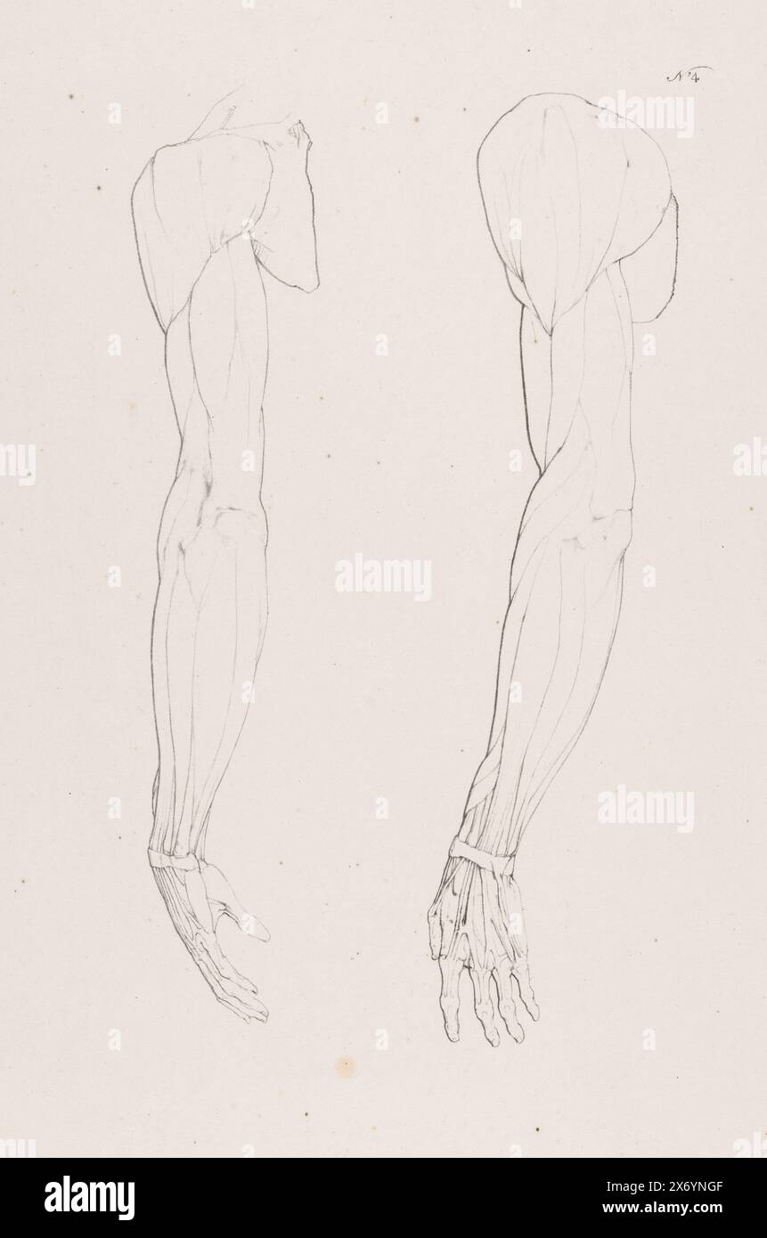 Two anatomies of an arm, Anatomy studies (series title), Part of a ...