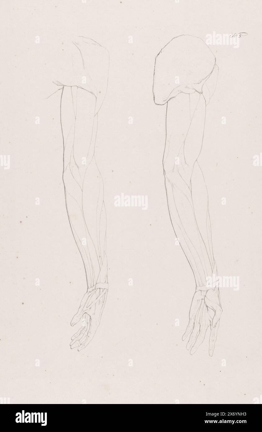 Two anatomies of an arm, Anatomy studies (series title), Part of a ...