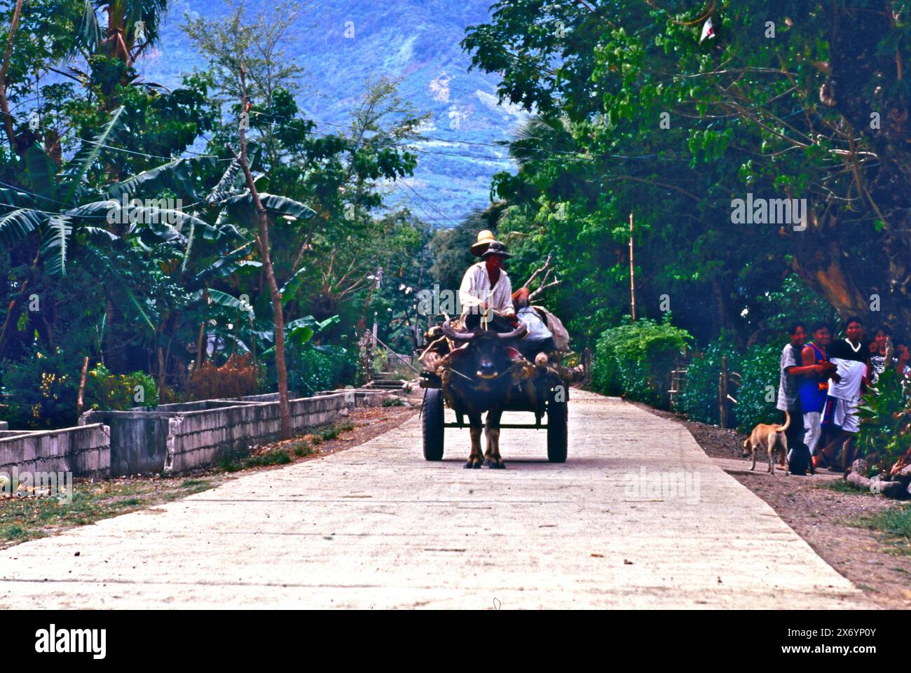 A cart is pulled by a water buffalo in Pampanga Province, the ...