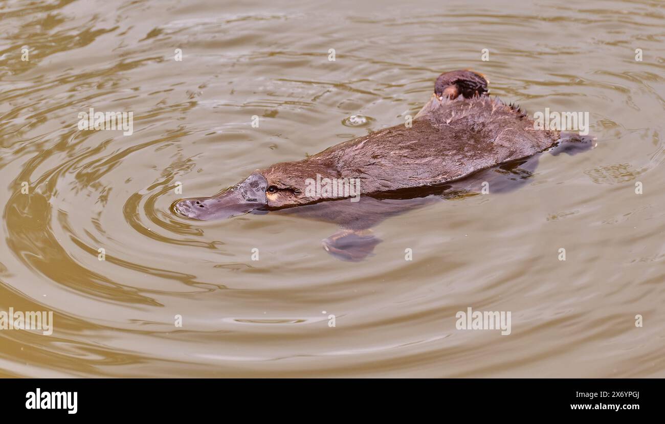 Platypus spur hi-res stock photography and images - Alamy