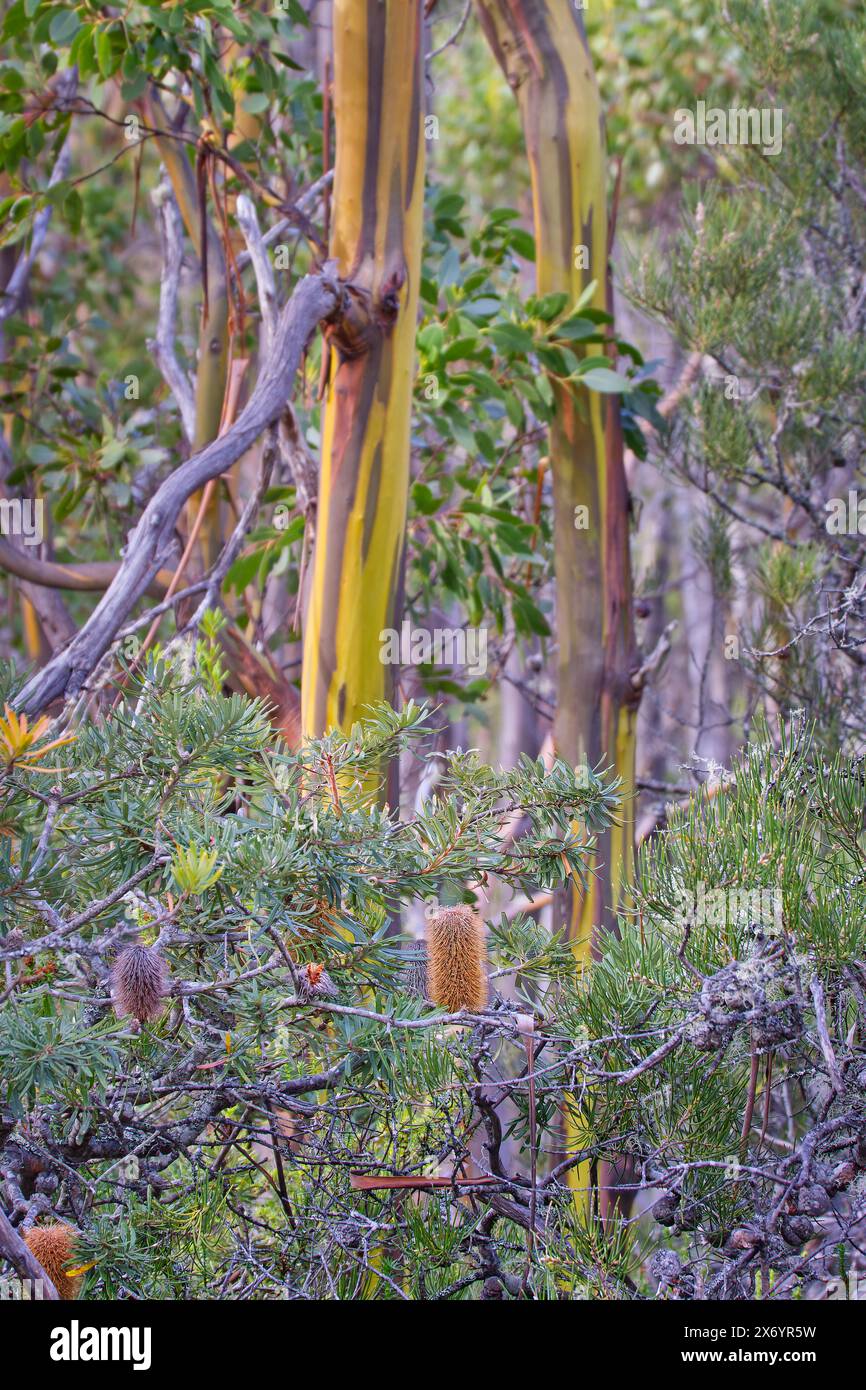Close up of Banksia flower with large coloured Tasmanian snowgum in the ...