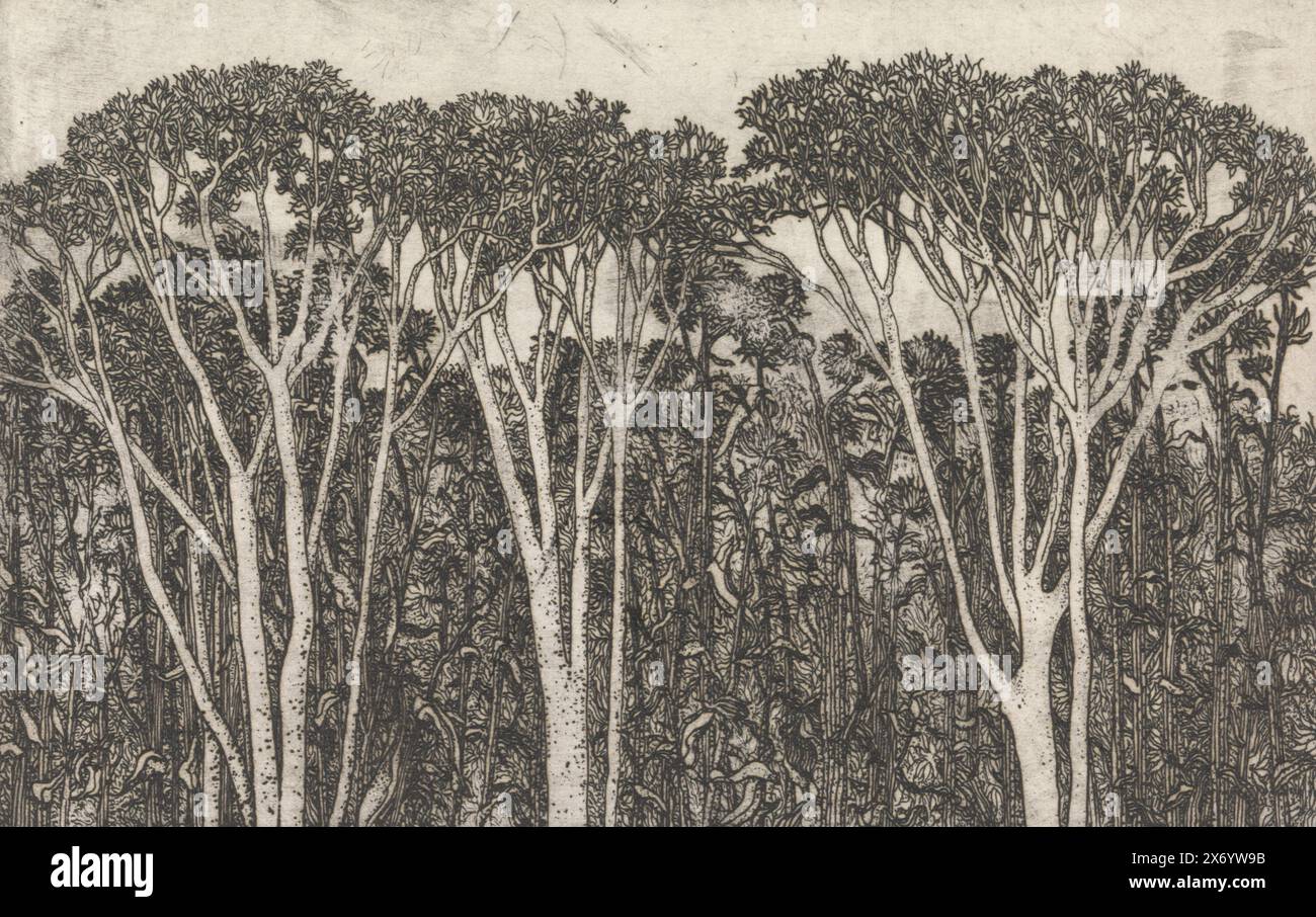 Trees, Trees with white trunks in the foreground, a darker and lower ...