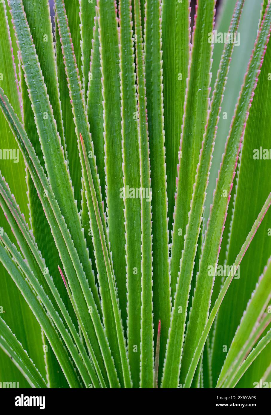 Richea Dracophyllum pandanifolia Pandanus tree close up of green ...