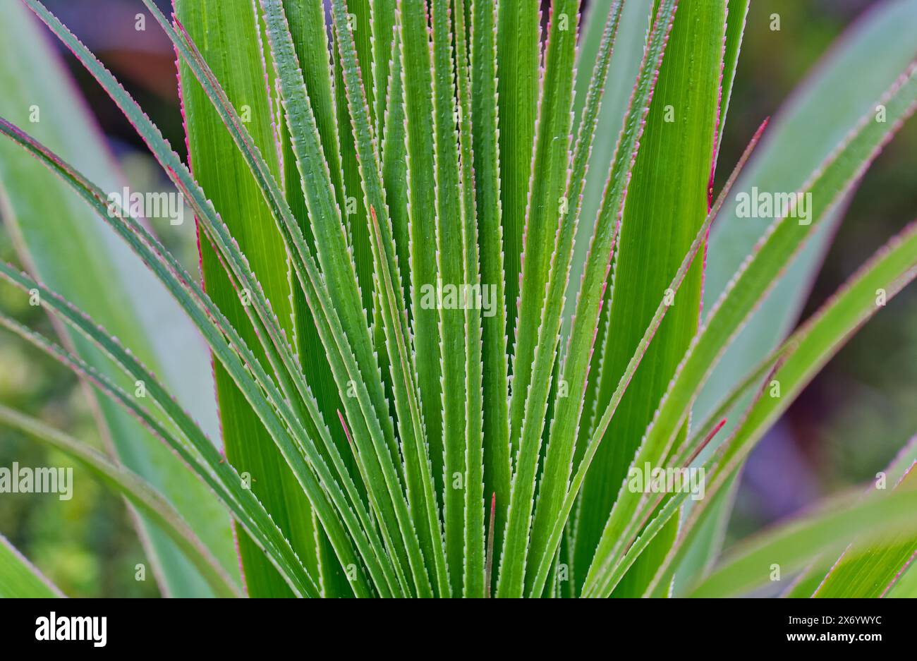 Richea Dracophyllum pandanifolia Pandanus tree close up of green ...