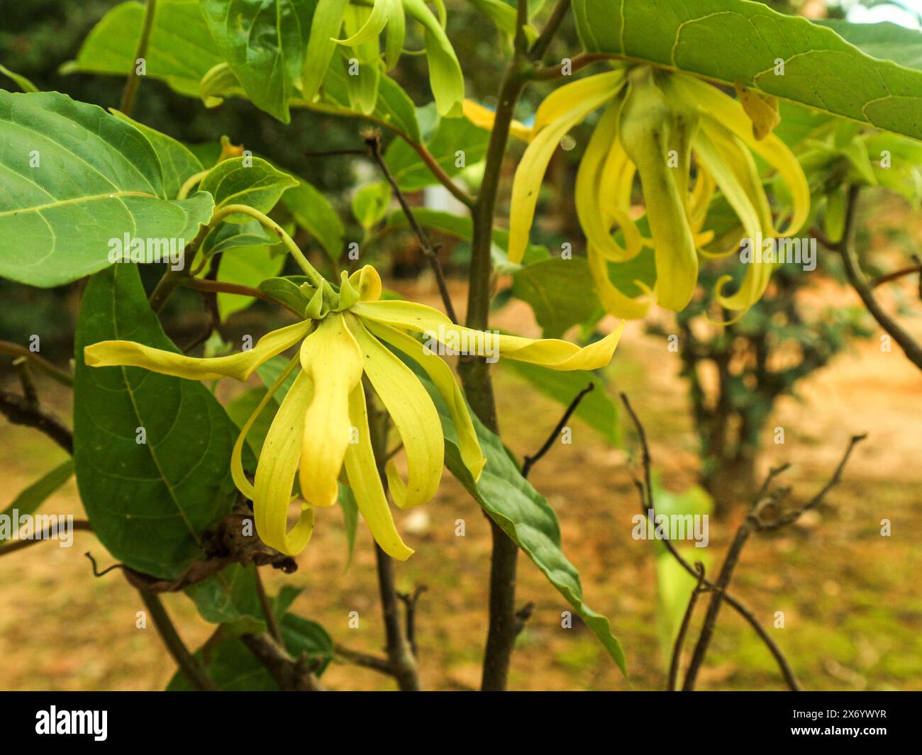 Ylang ylang flowers are yellow and smell very good Stock Photo - Alamy