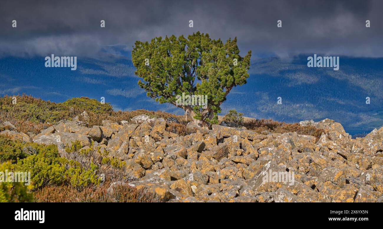 Pine-daisy (Olearia pinifolia) standing alone on a high alpine ridge ...