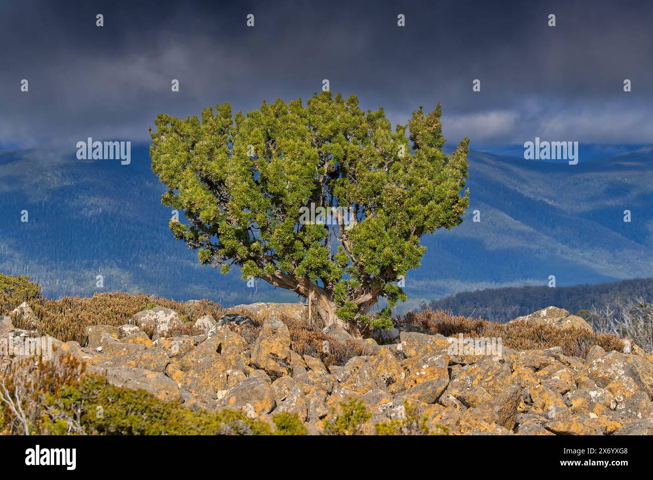 Pine-daisy (Olearia pinifolia) standing alone on a high alpine ridge ...