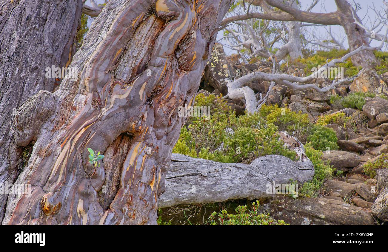 Close up view of the coloured striped trunk of an ancient Tasmanian ...