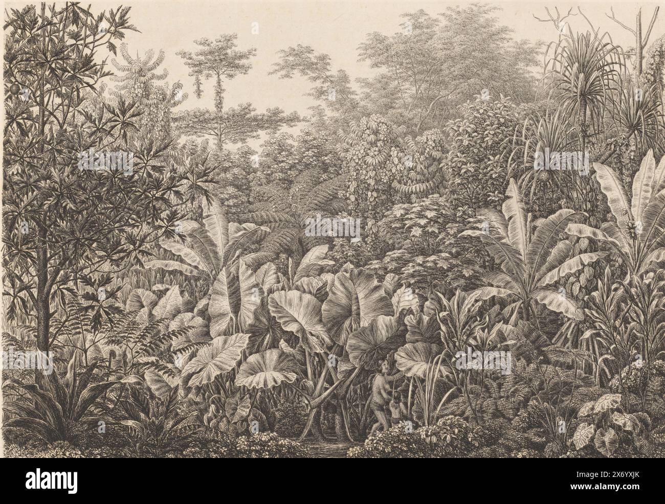 Friedrich heinrich kittlitz hi-res stock photography and images - Alamy