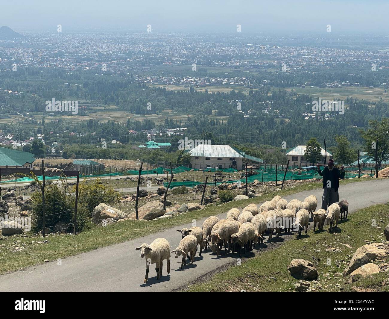 Srinagar, India. 16th May, 2024. Kashmir valley is renowned for its ...