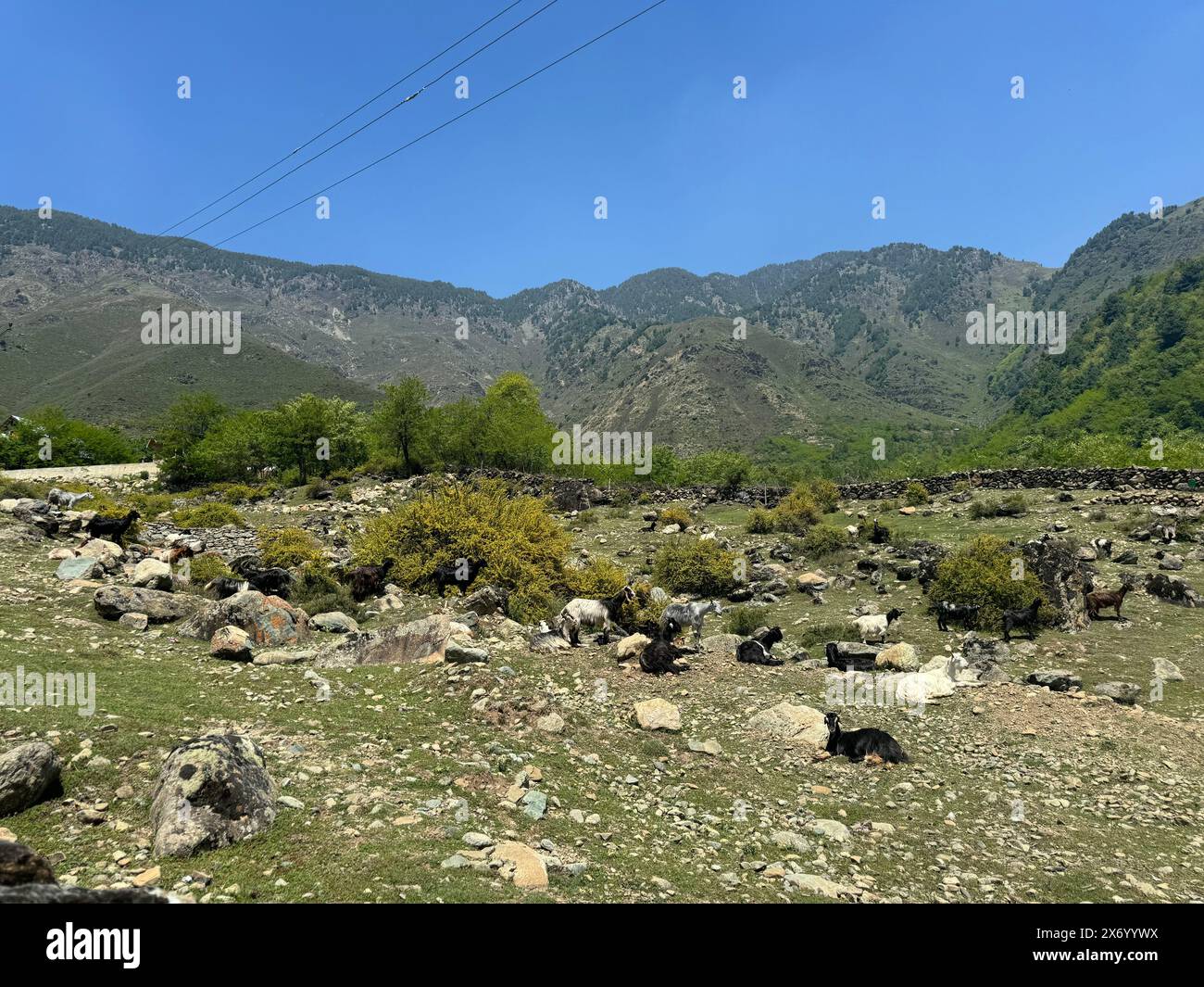 Srinagar, Jammu And Kashmir, India. 16th May, 2024. Kashmir valley is ...