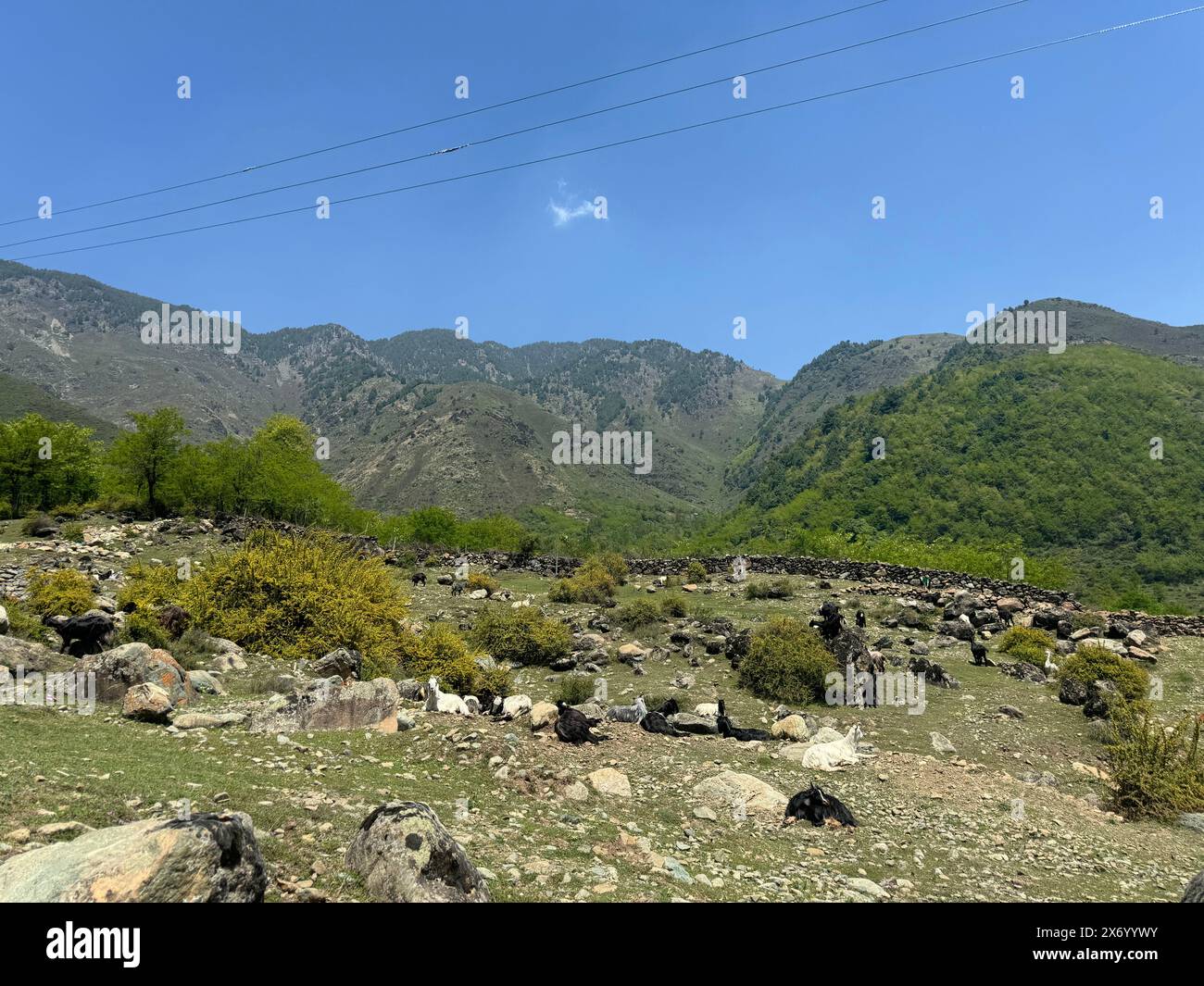 Srinagar, India. 16th May, 2024. Kashmir valley is renowned for its ...