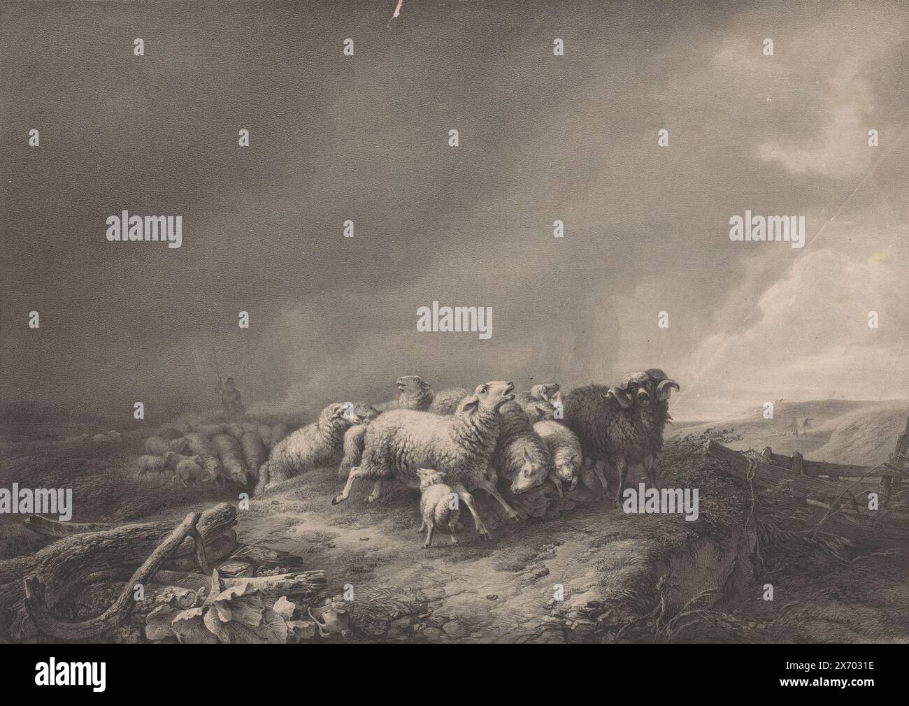 Shepherd with flock in a storm, A shepherd drives his shocked flock of ...