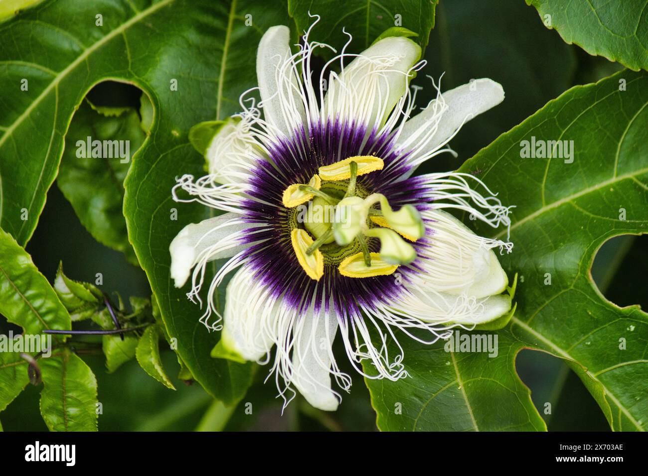 Stringly beautiful passion flower seen from above Stock Photo - Alamy