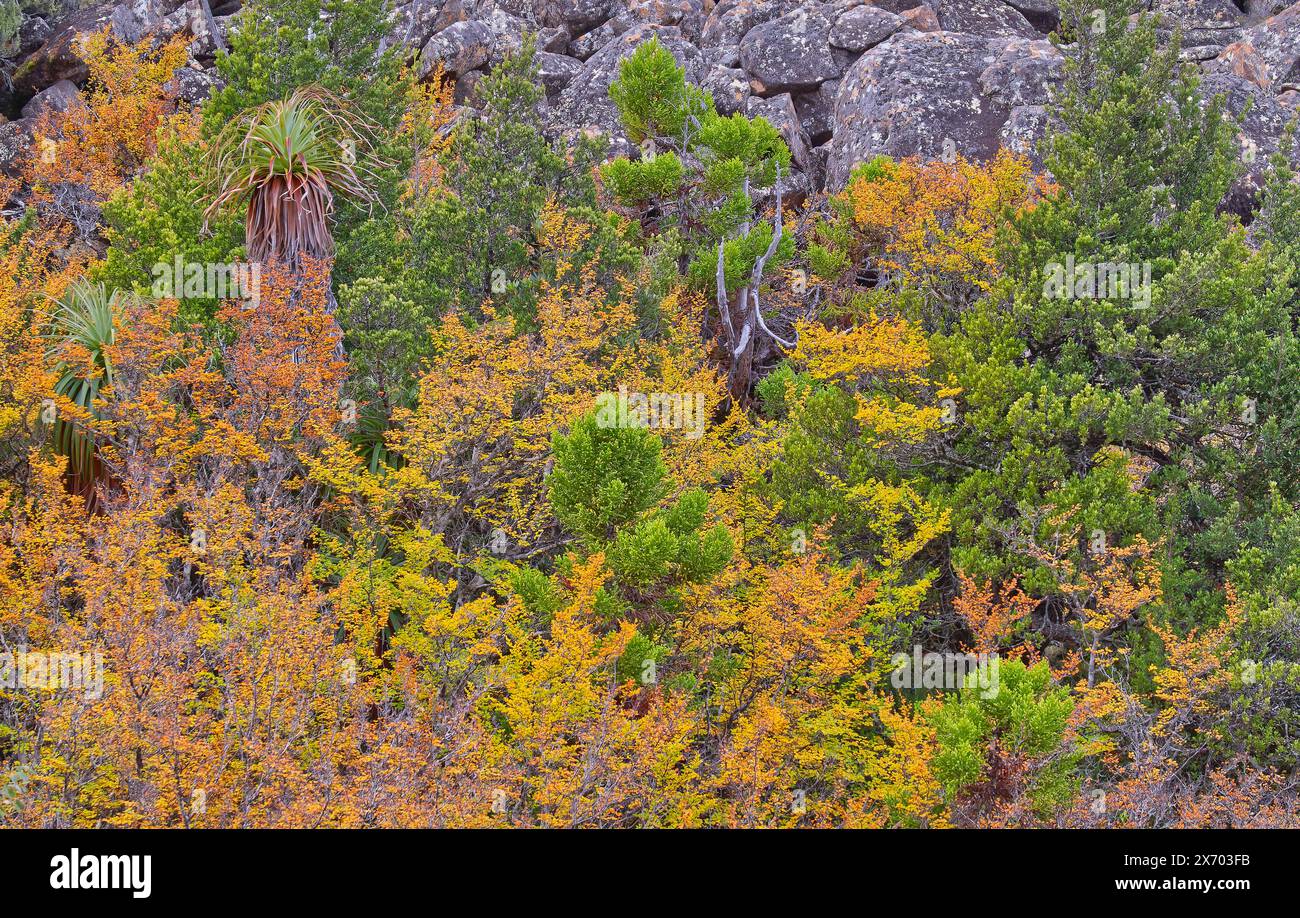 Mount field tasmania deciduous beech hi-res stock photography and ...