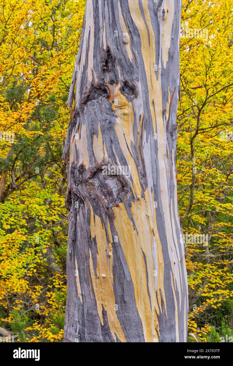 Mount field tasmania autumn hi-res stock photography and images - Alamy