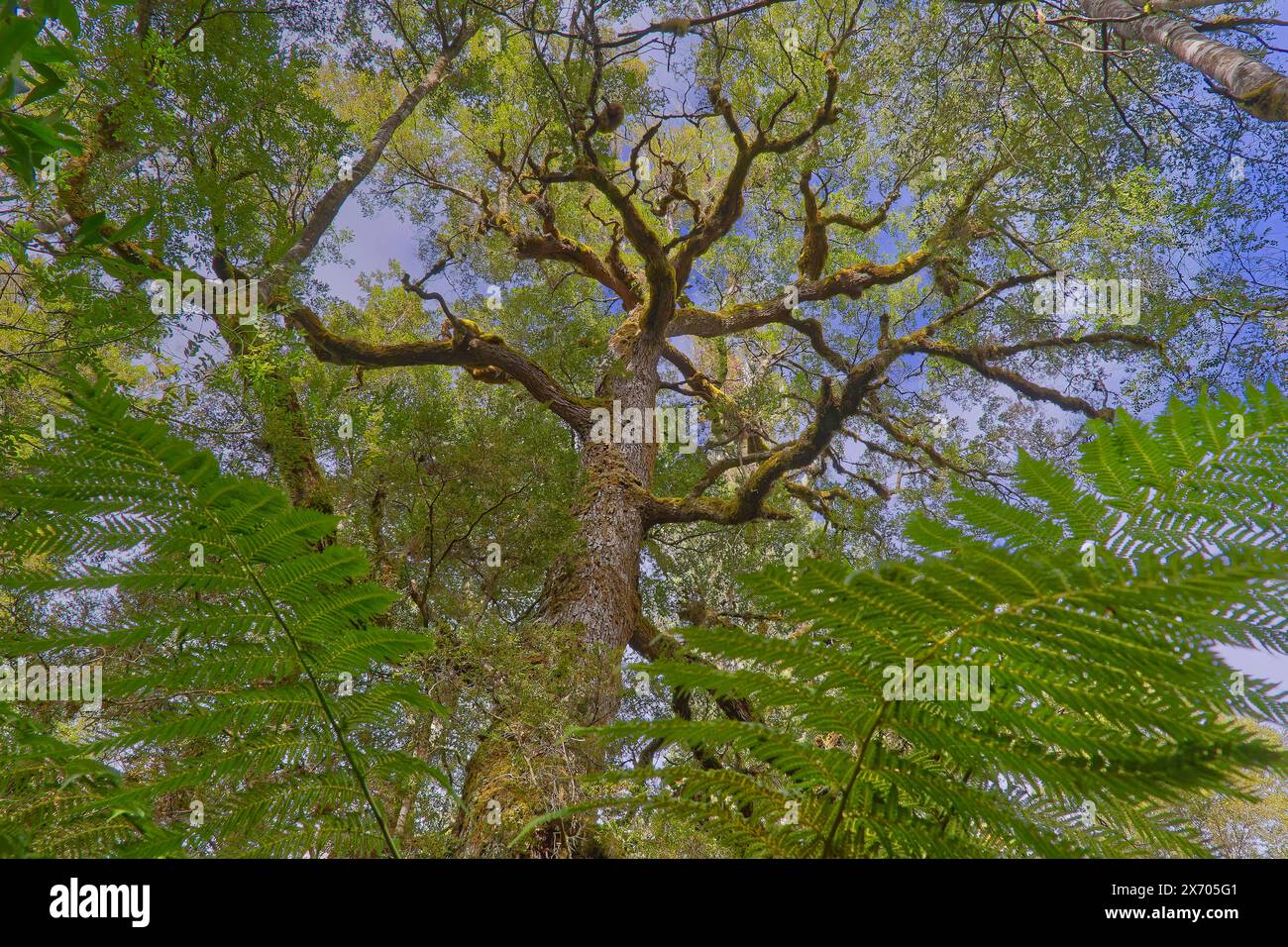 View up into canopy of old growth Myrtle Beech tree with ferns in ...