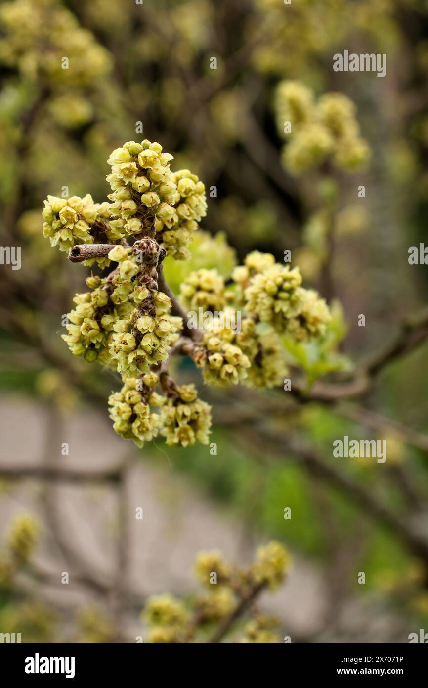 Yellow Sumac growing on a tree branch in the Hermannshof Gardens in ...