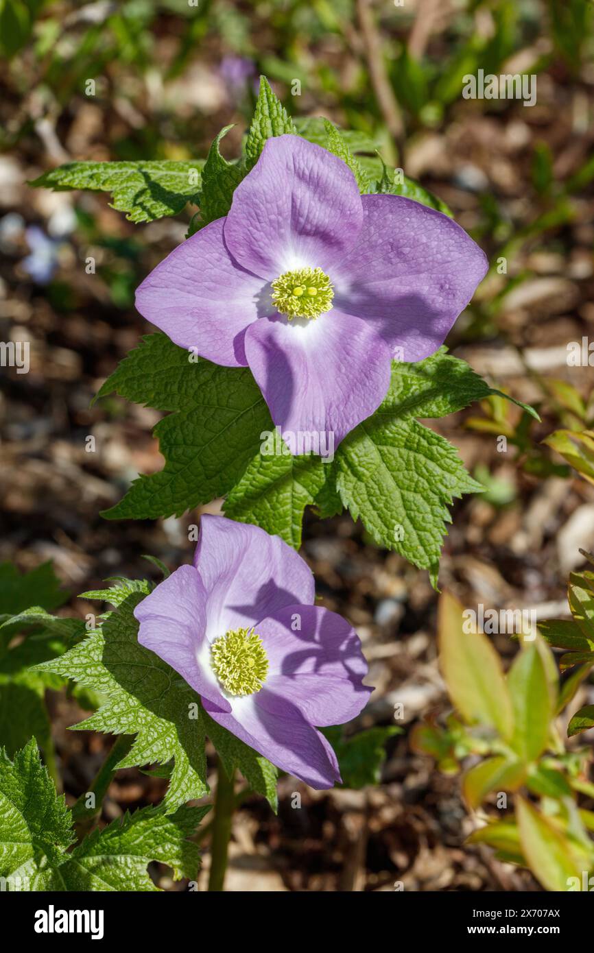 Japanese wood poppy, Lunddocka (Glaucidium palmatum Stock Photo - Alamy