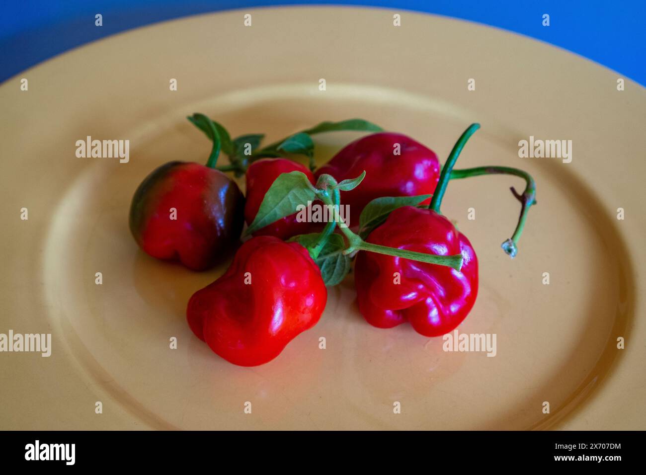 Rocoto tree chilli hi-res stock photography and images - Alamy