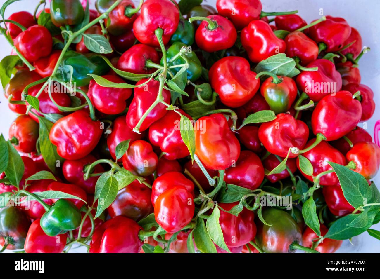 Rocoto tree chilli hi-res stock photography and images - Alamy