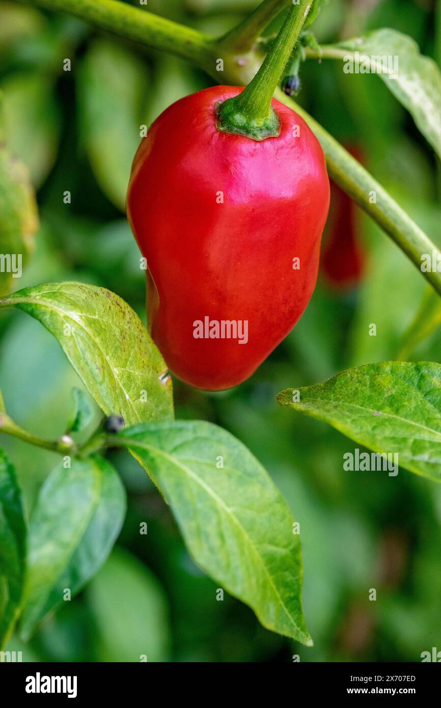 Andean Rocoto chillies variety Capsicum pubescens Stock Photo - Alamy