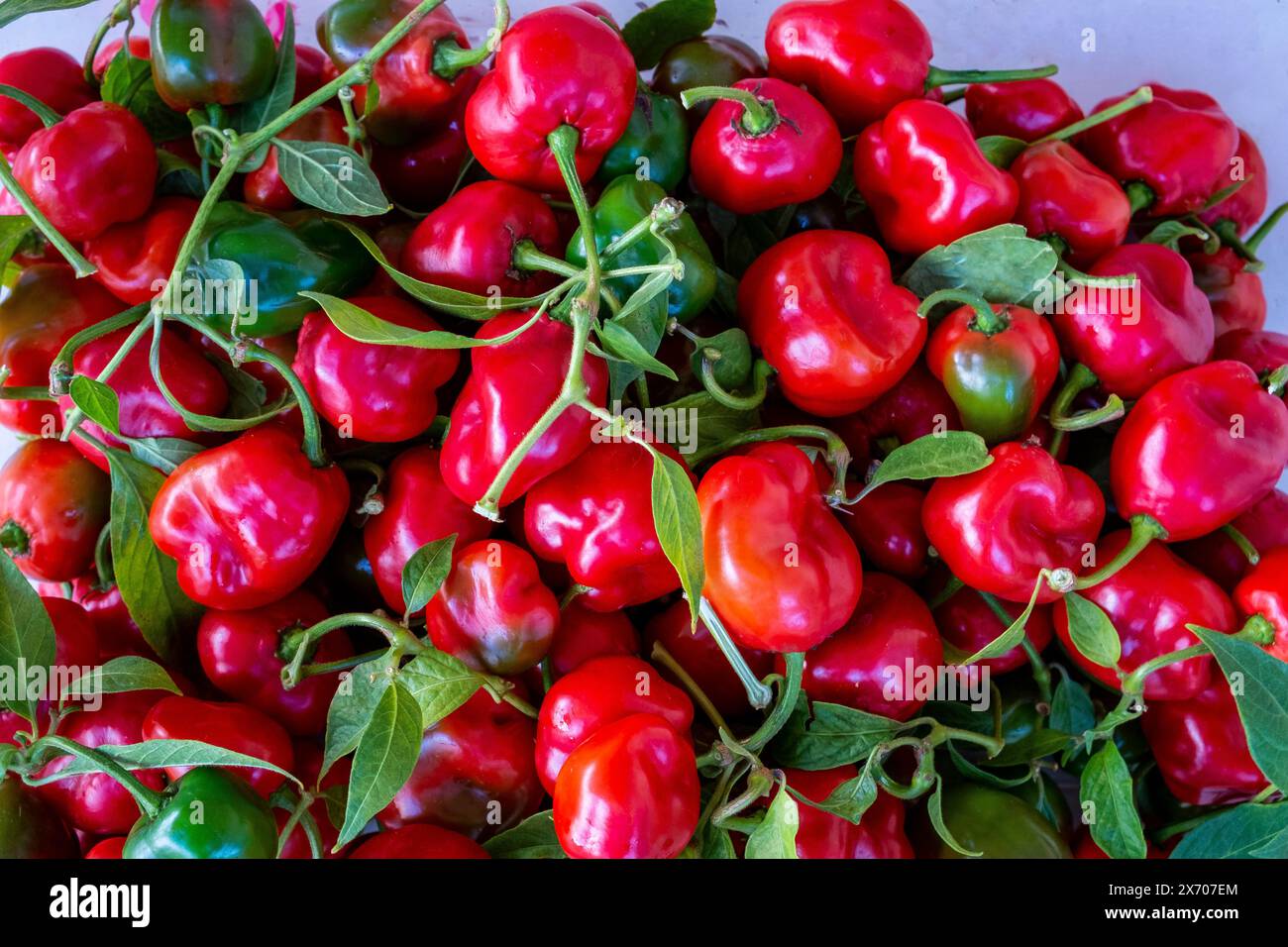 Andean Rocoto chillies variety Capsicum pubescens Stock Photo - Alamy