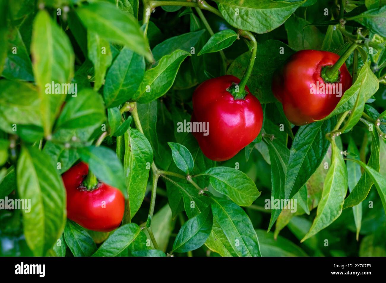 Rocoto tree chillies hi-res stock photography and images - Alamy