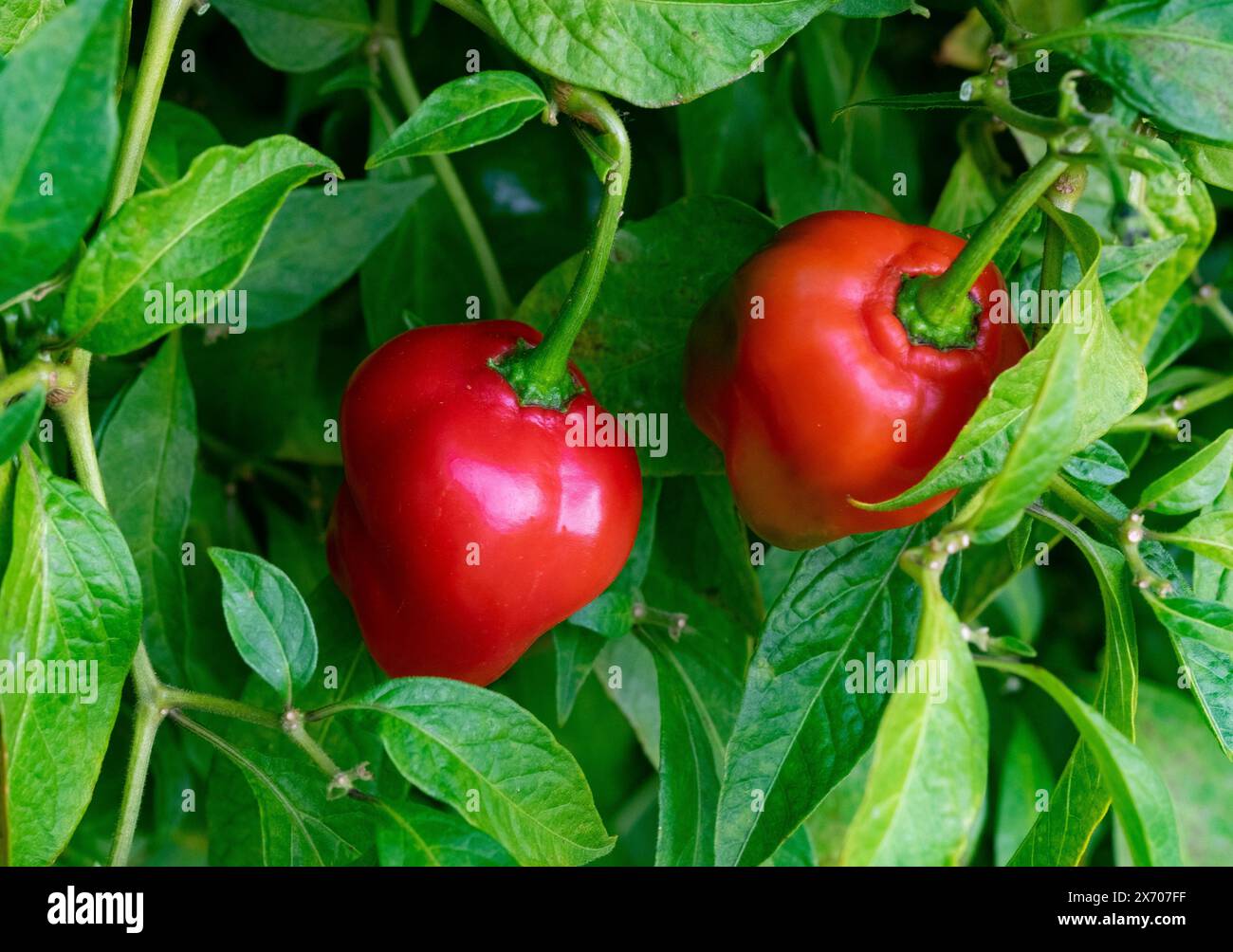 Andean Rocoto chillies variety Capsicum pubescens Stock Photo - Alamy