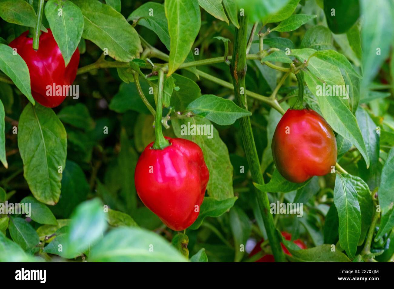 Andean Rocoto chillies variety Capsicum pubescens Stock Photo - Alamy