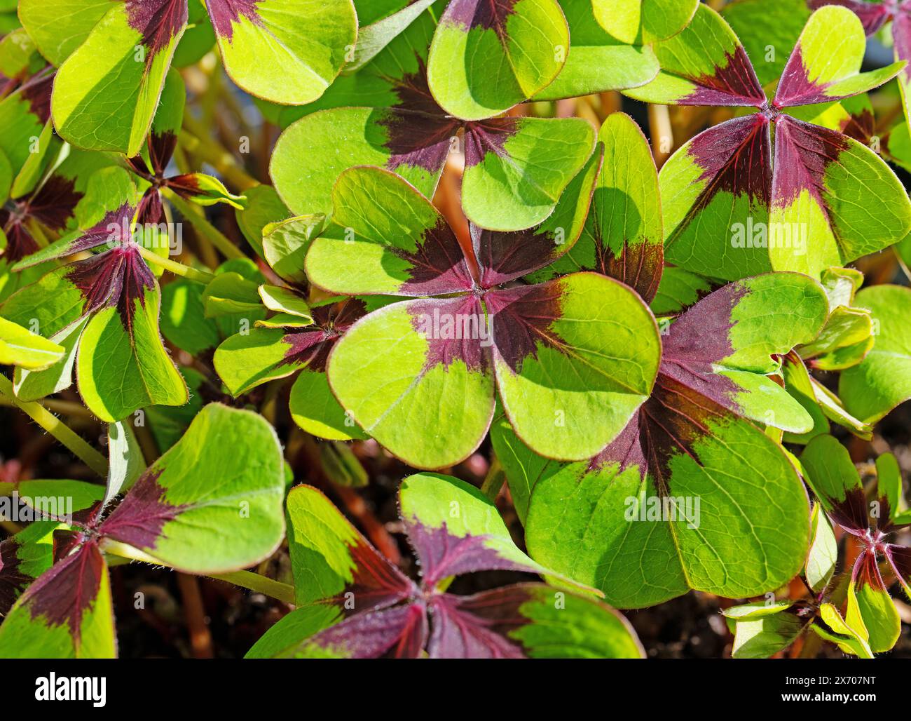 Four leaf clovers oxalis hi-res stock photography and images - Alamy