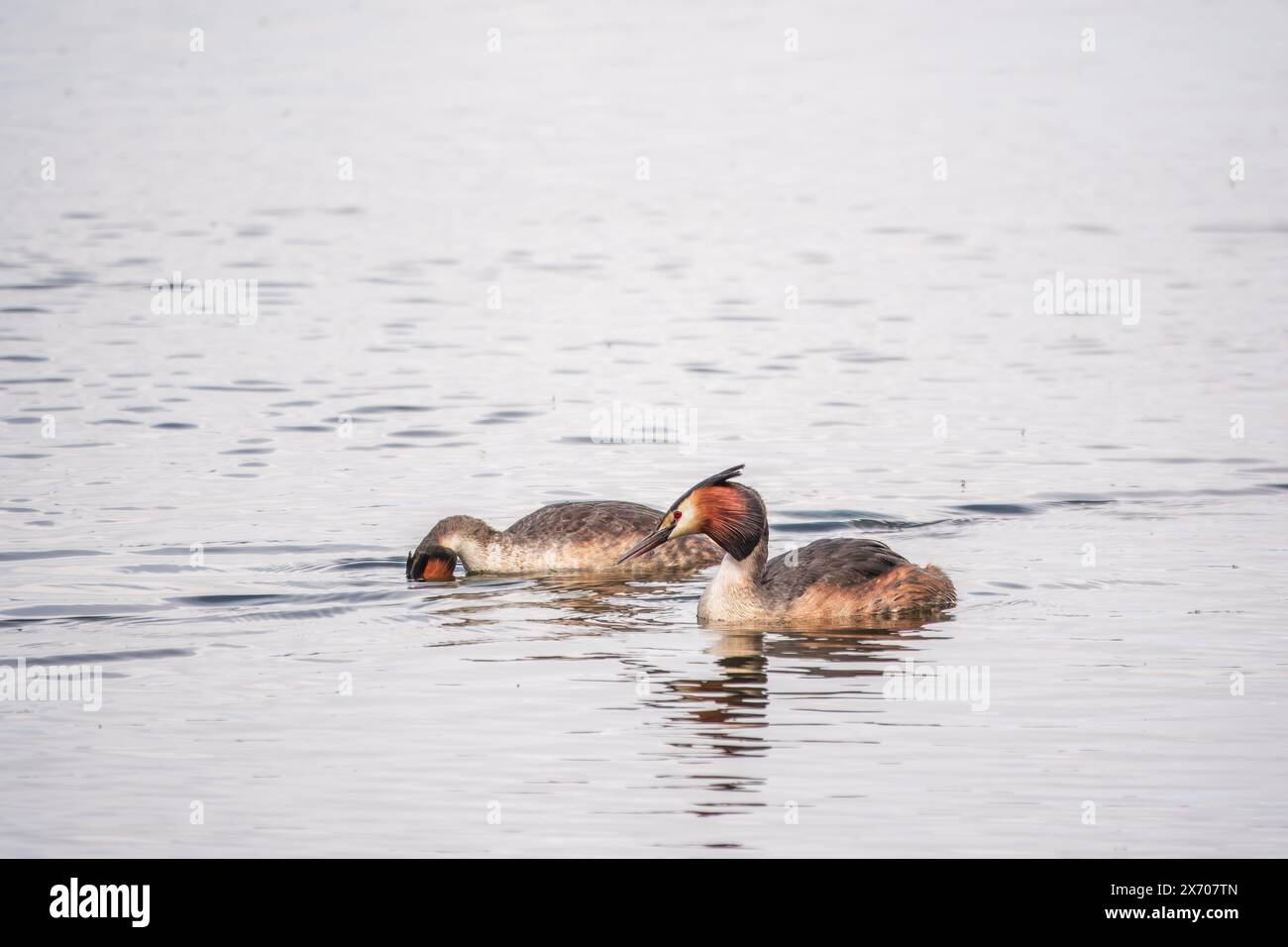 Two Great Crested Grebes swim in the lake. The great crested grebe ...