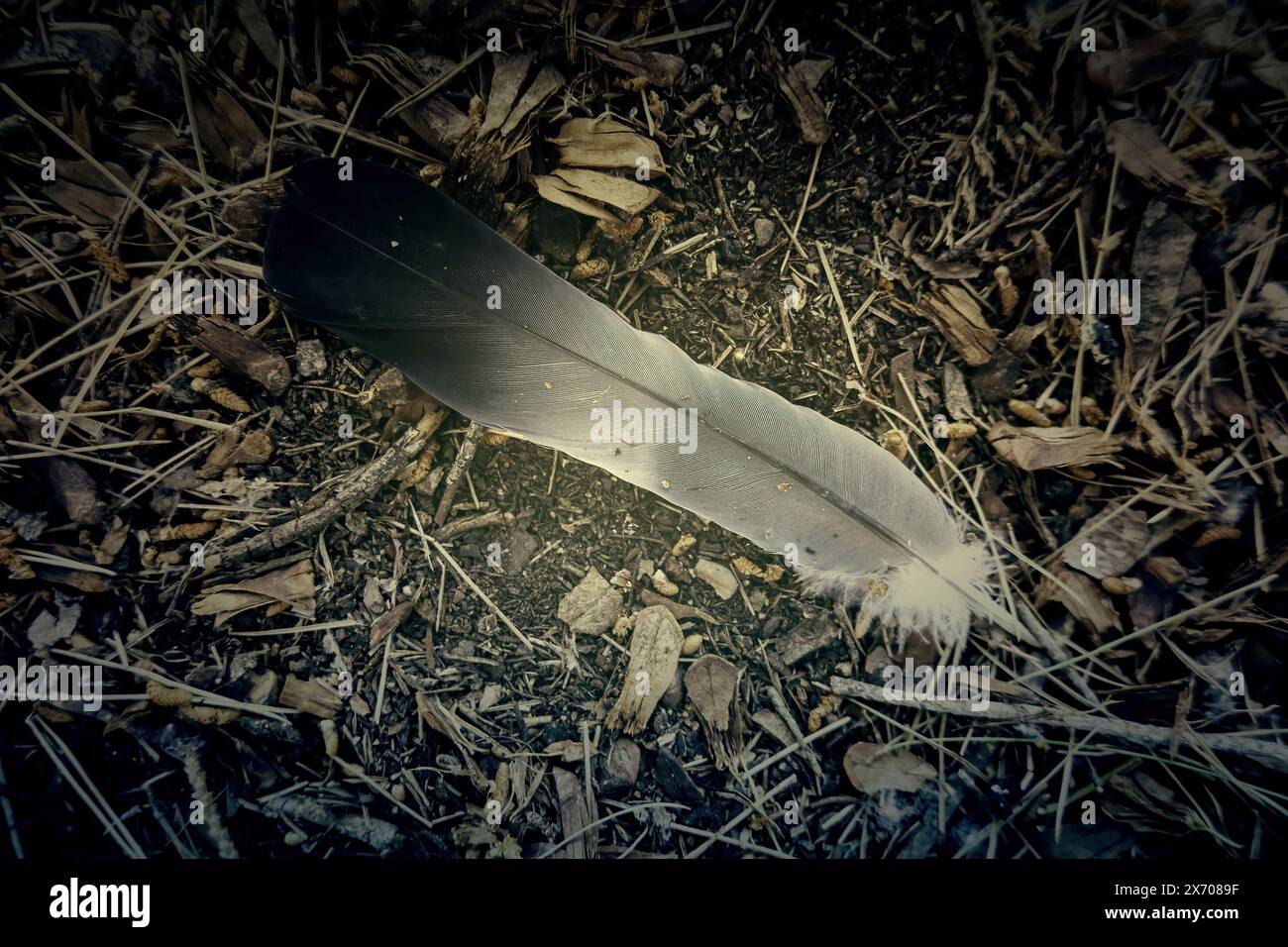 Detail of fallen feather of a dove in nature, bird Stock Photo - Alamy