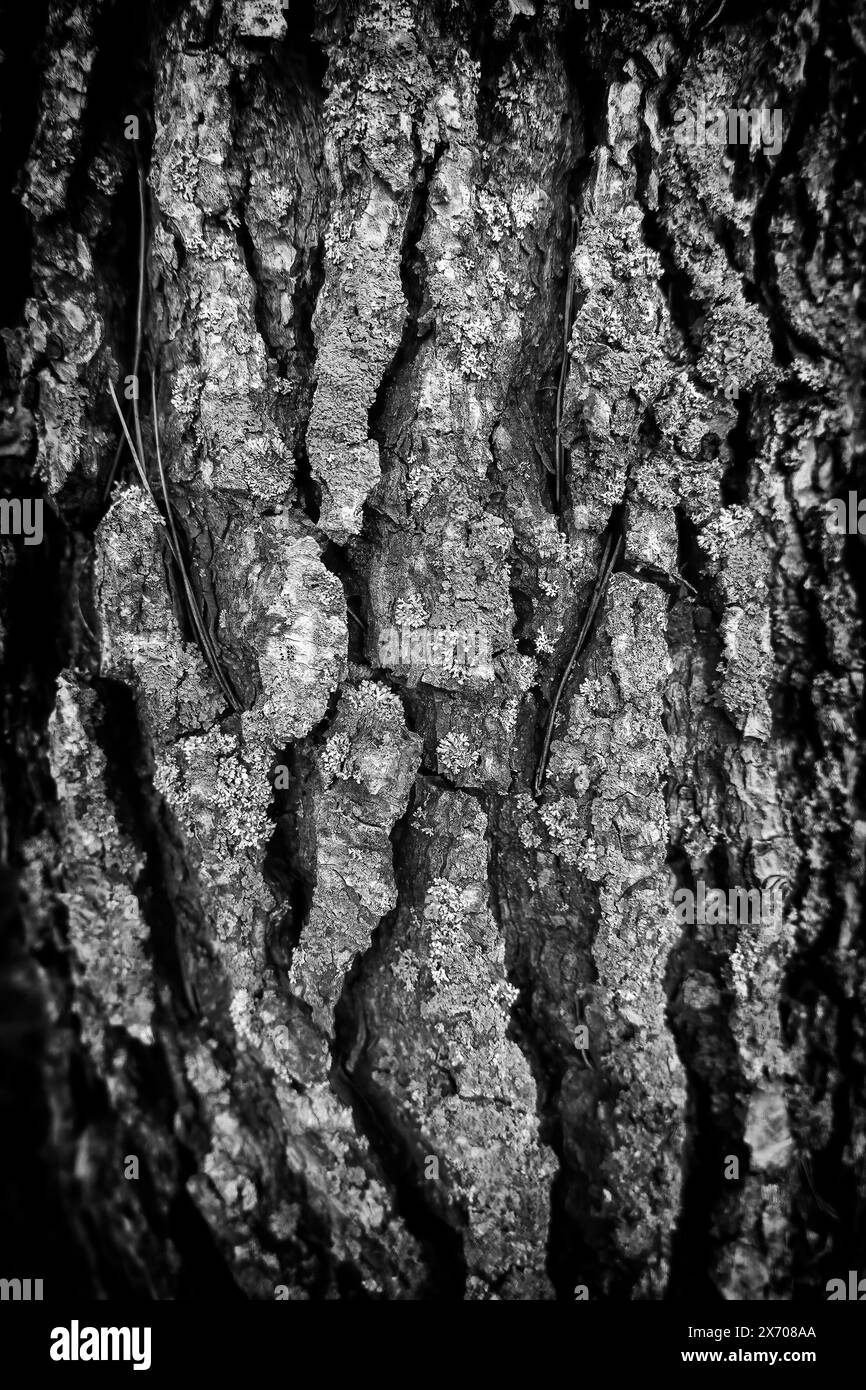 Detail of dry tree bark in a forest, nature Stock Photo - Alamy