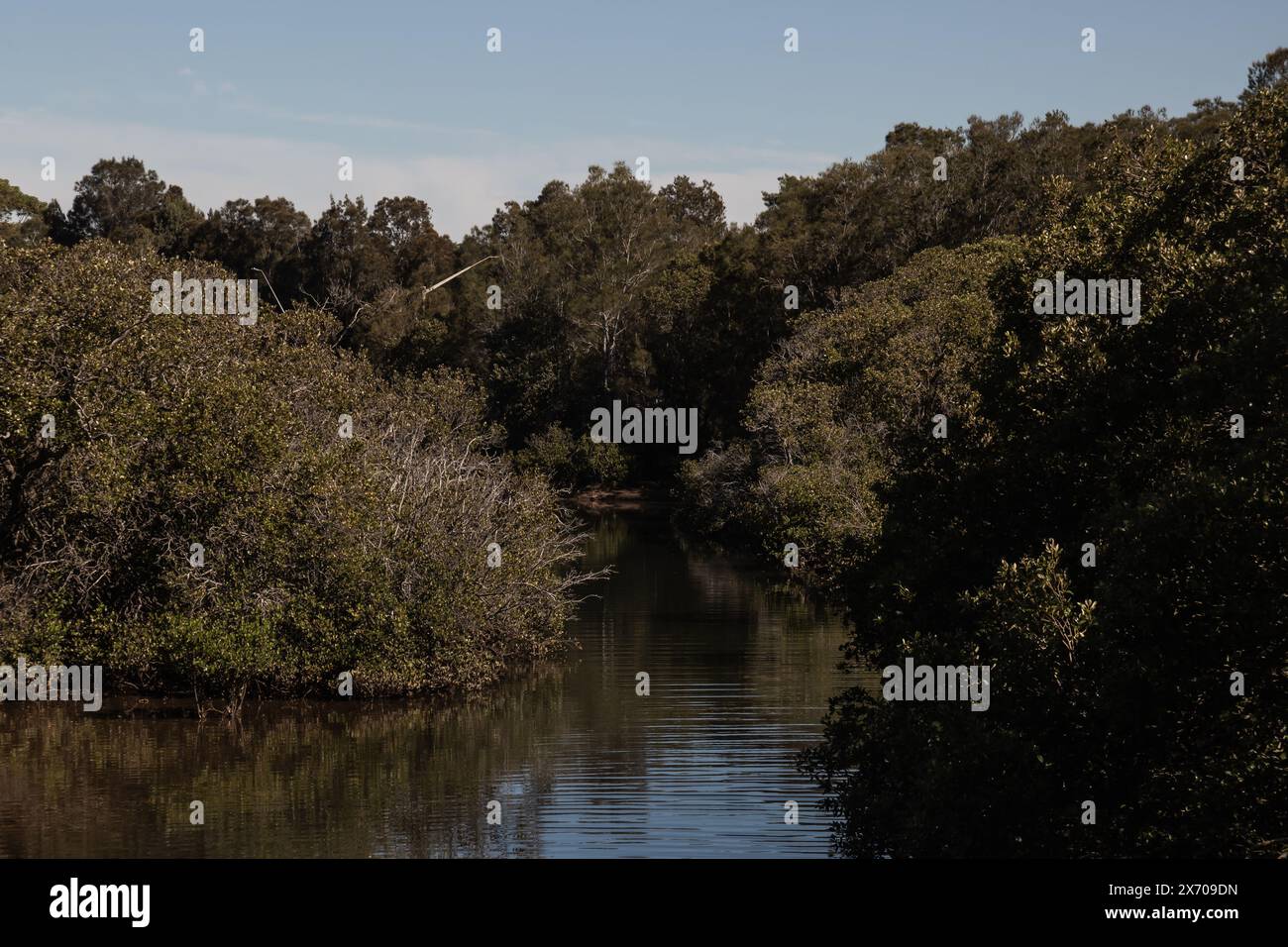 Bush surrounding Rowland Reserve, Bayview, Sydney Stock Photo - Alamy